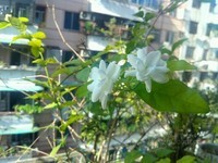 【OPPO X903 Find】报价_参数_图片_论坛_OPPO find me手机报价-ZOL中关村在线